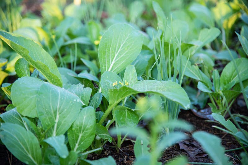 Green vegetable in nature stock image. Image of farming - 241176389