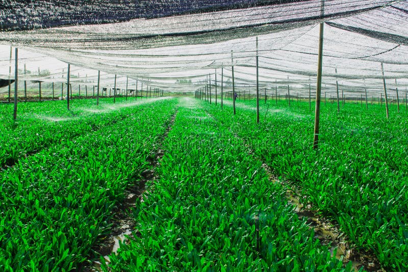 Green vegetable plot stock photo. Image of spring, plants - 31568370
