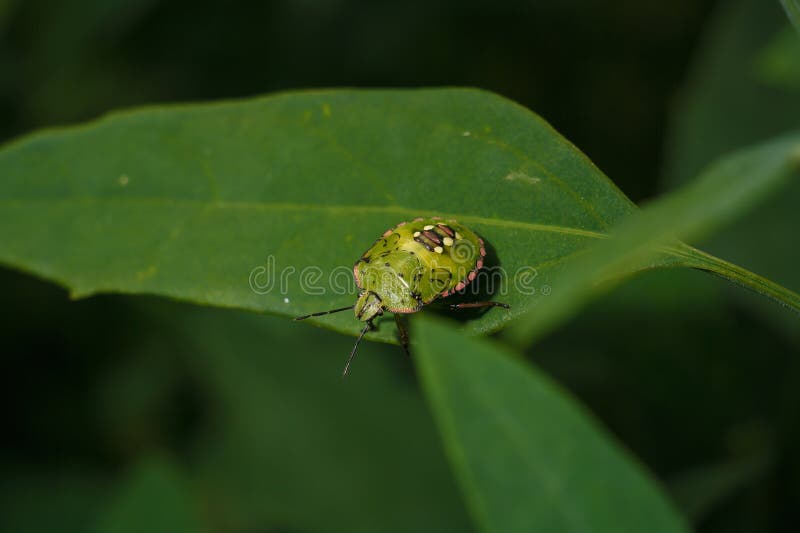 Green Vegetable Stink Bug Nezara Viridula, Southern Shield Bug on Green ...