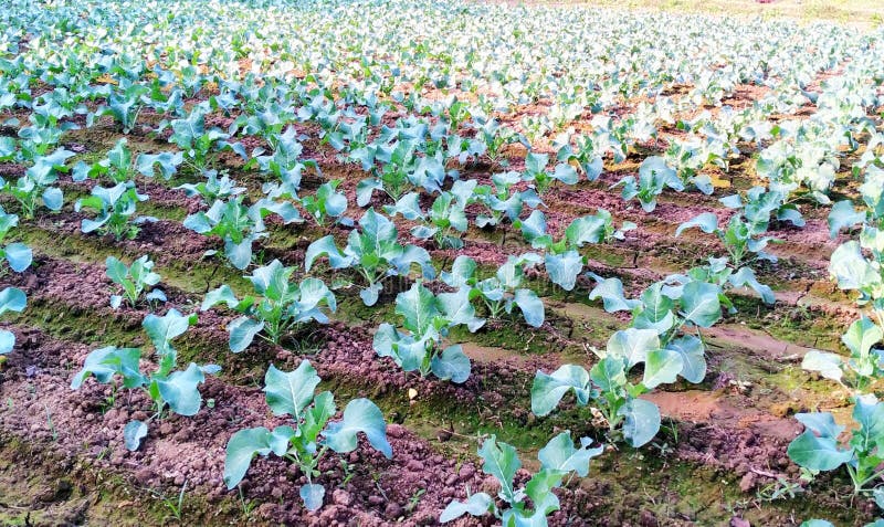 Vegetable tree plantation stock image. Image of green - 291003309