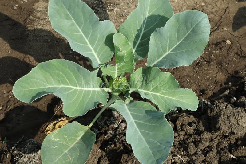 Green Vegetables in the Field Stock Image - Image of garden, field ...