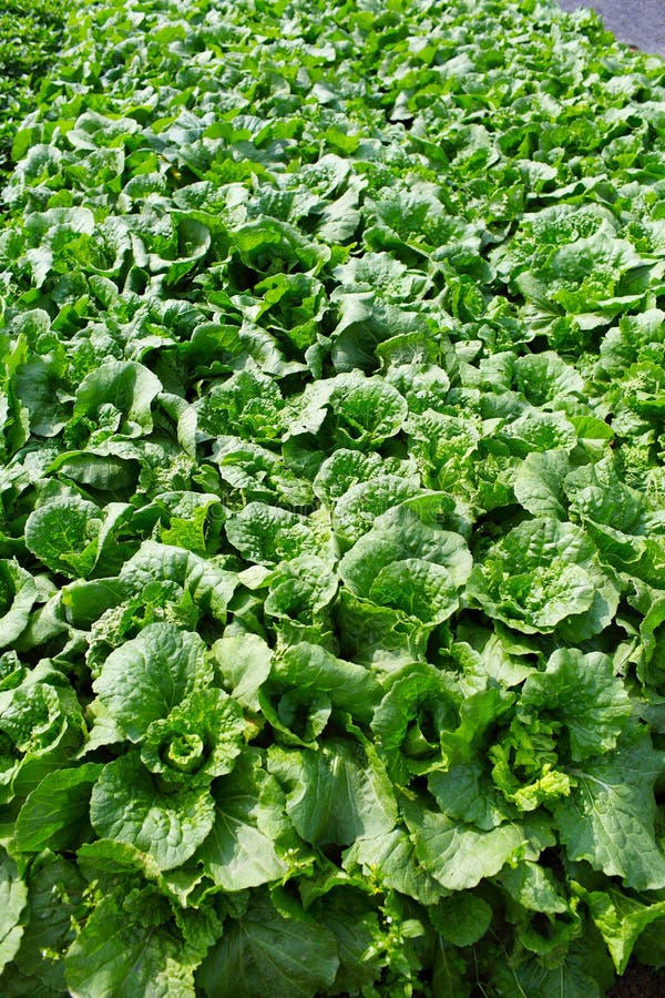 Green vegetables field stock image. Image of green, growing - 29003713