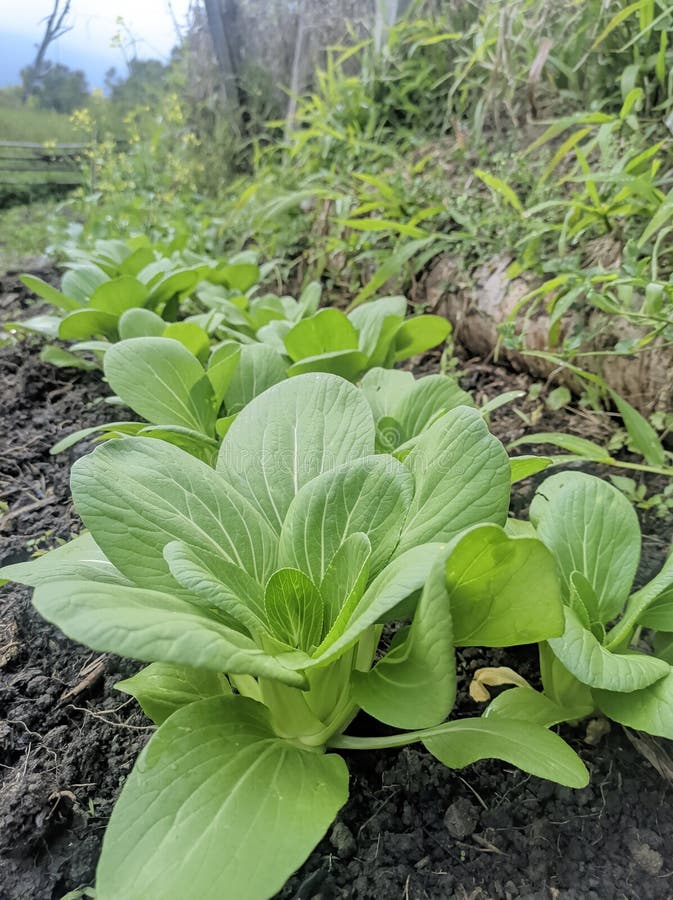 Green Vegetables are Helpful for Human Growth Stock Image - Image of ...