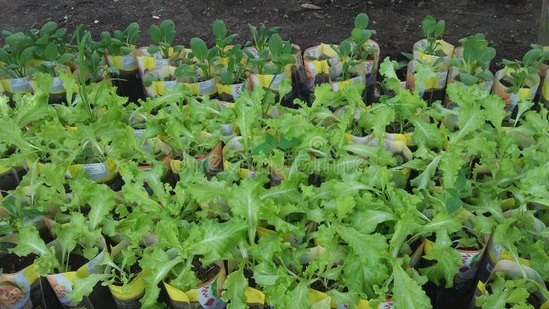 Green Vegetables Look Very Fresh and Cool Stock Photo - Image of plant ...