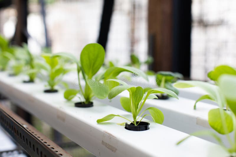 Green Vegetables Planted Using the Hydroponic Method Stock Image ...