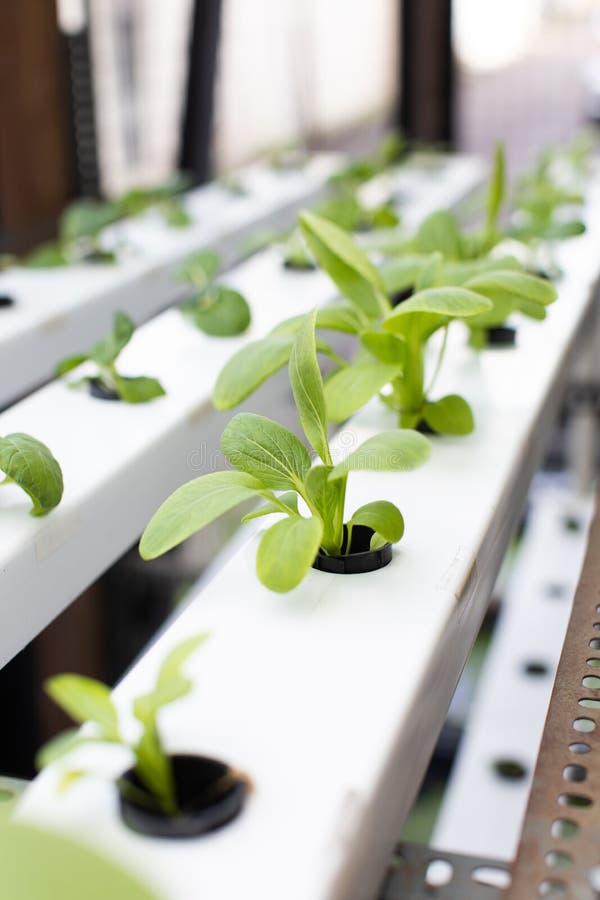 Green Vegetables Planted Using the Hydroponic Method Stock Image ...