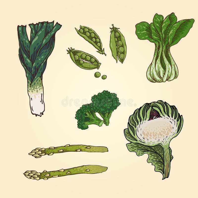 Green vegetables stock vector. Illustration of cooking - 79424939