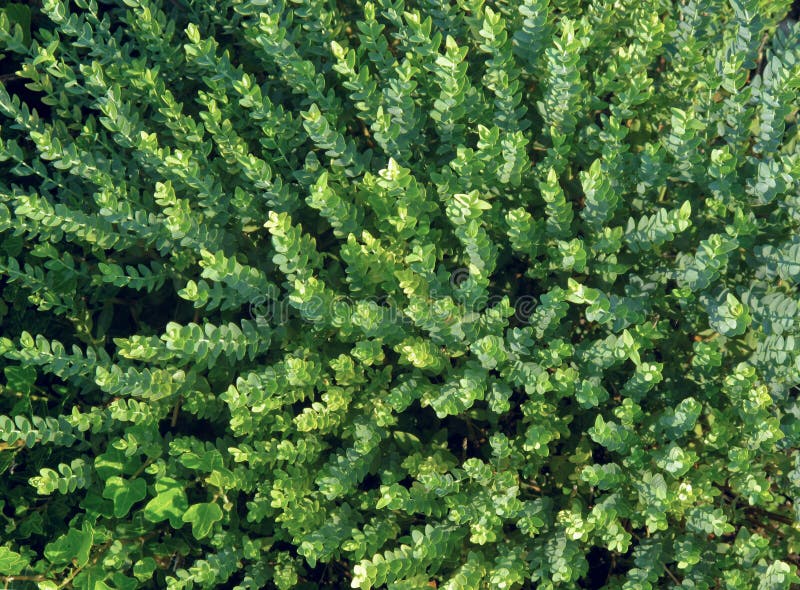 Green vegetation stock image. Image of cover, horizontal - 16861915