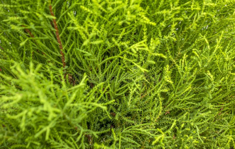 Green Vegetation Background Stock Image - Image of flora, entanglement ...
