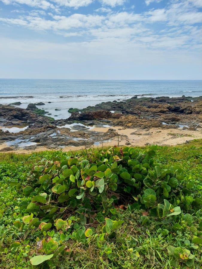 Green Vegetation on the Beachfront Stock Photo - Image of tropical ...