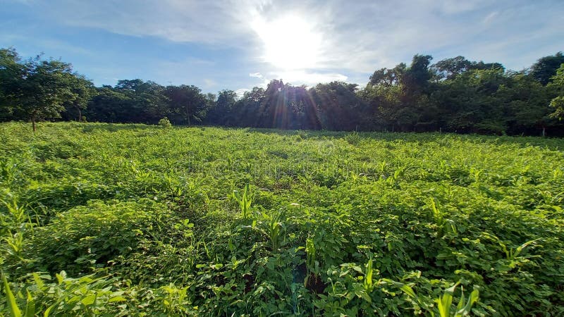 Open Field with Lots of Vegetation, Forest and the Sun Shining in the ...