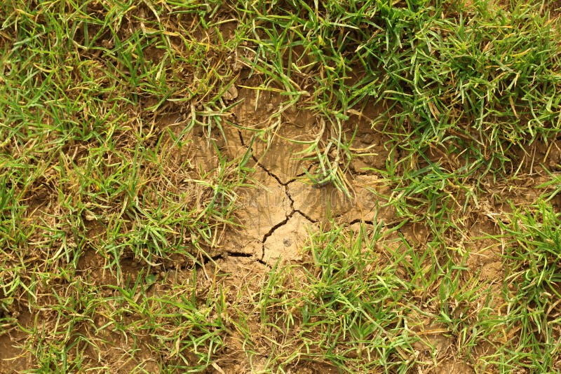 Green vegetation drying up stock image. Image of fields - 60943253