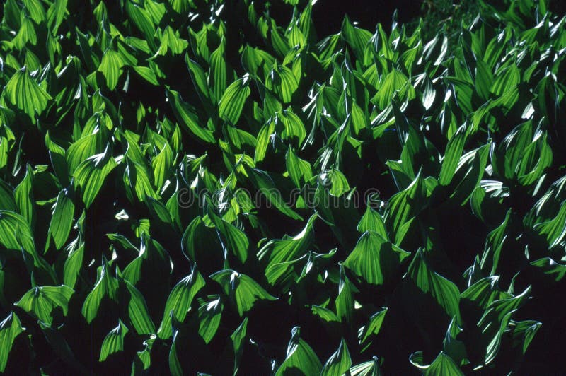 Green vegetation stock photo. Image of plants, garden - 55151248