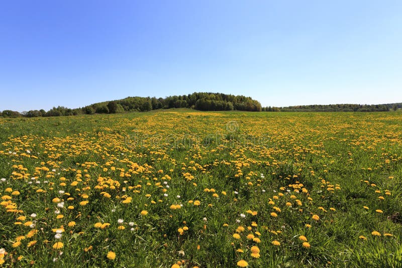 Green vegetation . field stock image. Image of park, height - 61322455