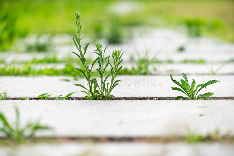 Green Vegetation Growing on a Stone Footpath Stock Image - Image of ...