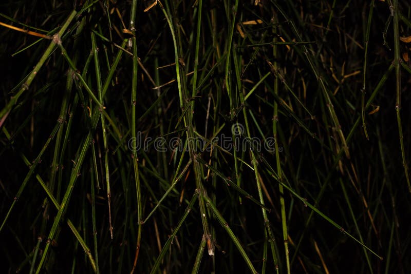 Green Vegetation in the Night from Above Stock Photo - Image of natural ...