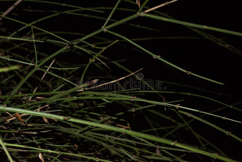 Green Vegetation in the Night Stock Photo - Image of beauty, pattern ...