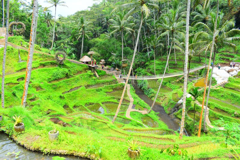 Rice terrace farming stock photo. Image of agricultural - 333609430
