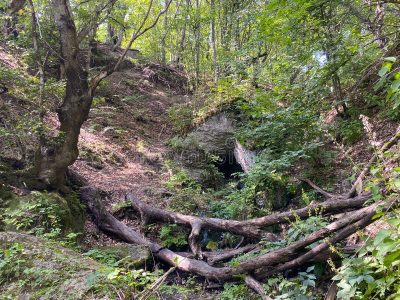 Green slope vegetation stock image. Image of trail, jungle - 229559711
