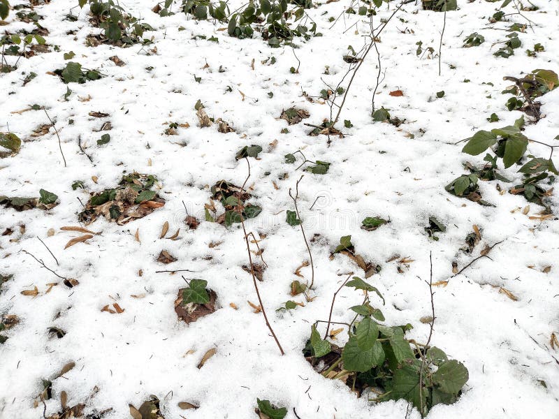 Green Vegetation and Snow in Winter. in Maramures, Romania Stock Photo ...