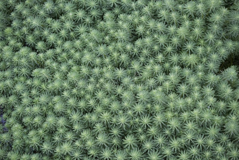 Green Vegetation Texture Background Pattern Stock Photo - Image of ...