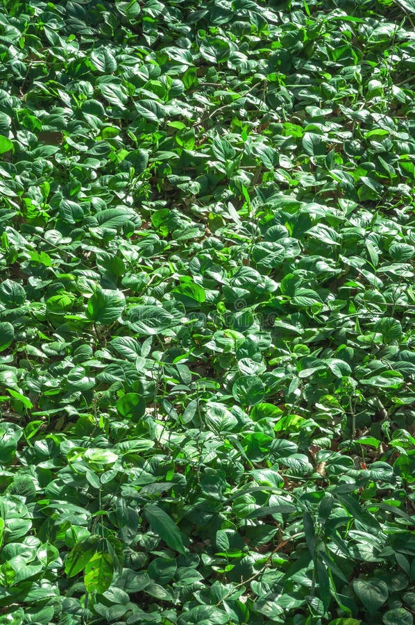 Green vegetation texture. stock image. Image of grove - 80737083