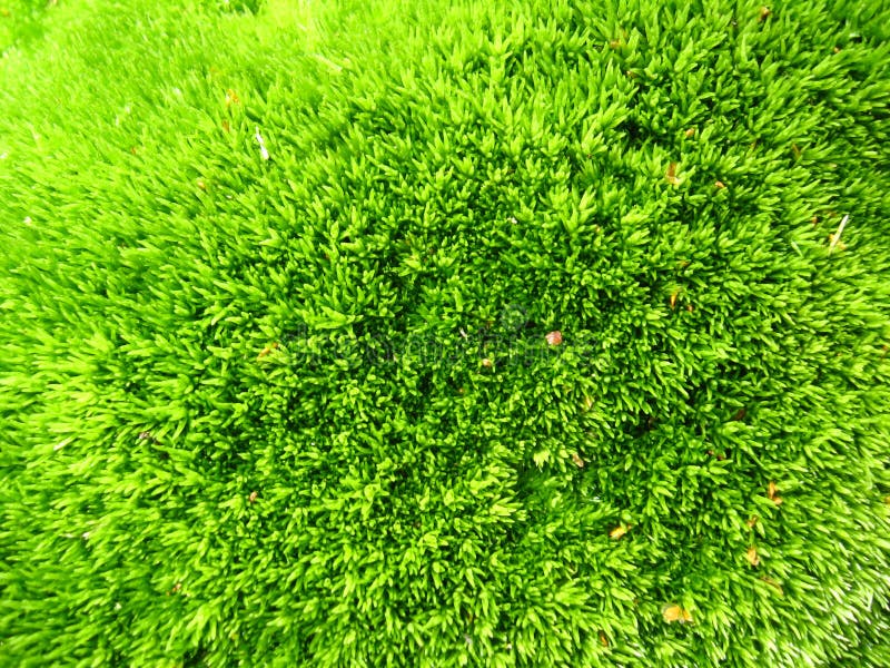 190 Vegetative Material Stock Photos - Free & Royalty-Free Stock Photos ...