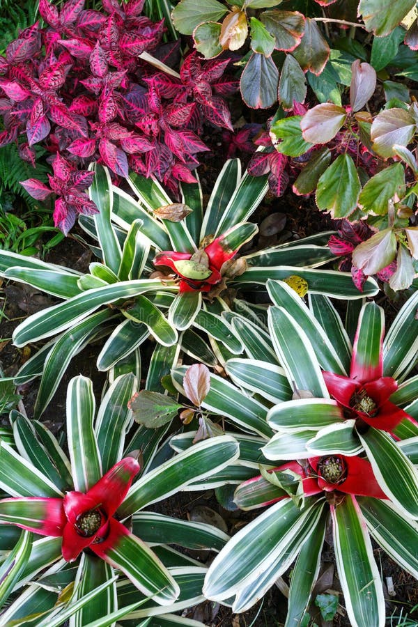 Green Vegetative Background Stock Image - Image of summer, background ...