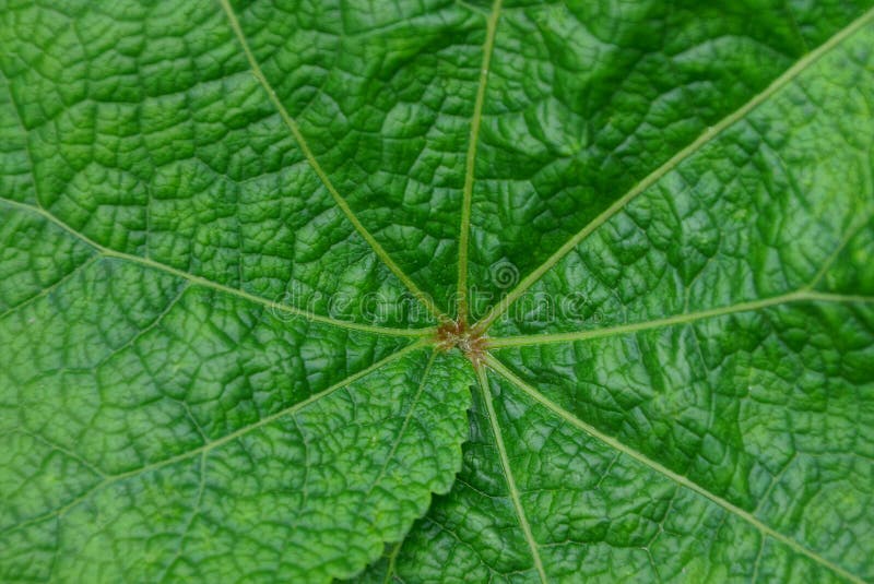 Green Vegetative Texture of a Piece of Fresh Leaf Stock Photo - Image ...