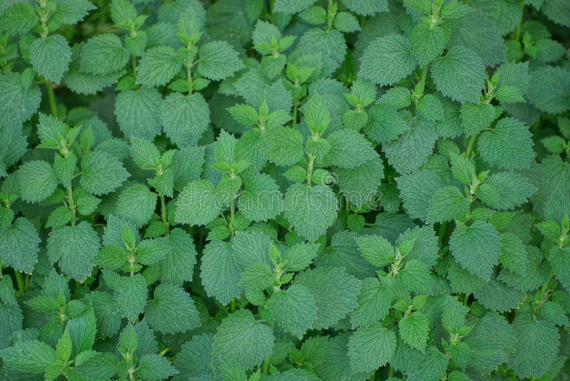 Green Vegetative Texture from the Thickets of Nettle Stock Photo ...
