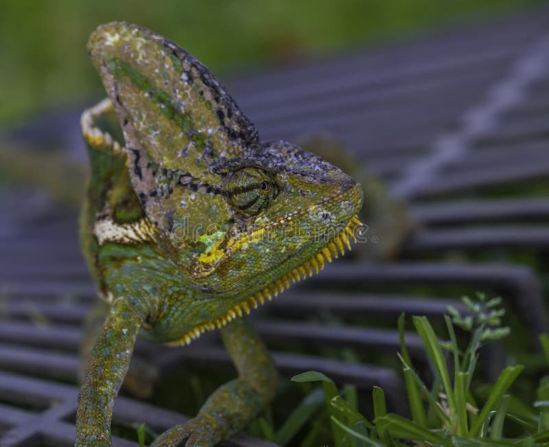 Green Veiled Garden Chameleon Portrait Stock Photo - Image of ...