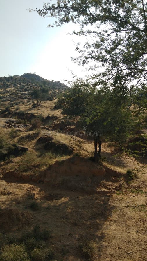 Green velly stock photo. Image of tree, sammer, velly - 137170118