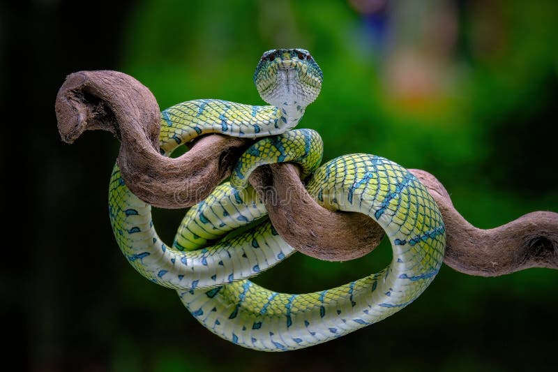 Green Venomous Snake on the Tree Stock Image - Image of fresh, isolated ...