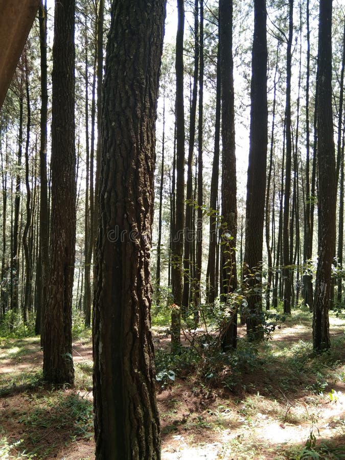 Green Venus Tree in the Morning Stock Image - Image of spruce, plant ...