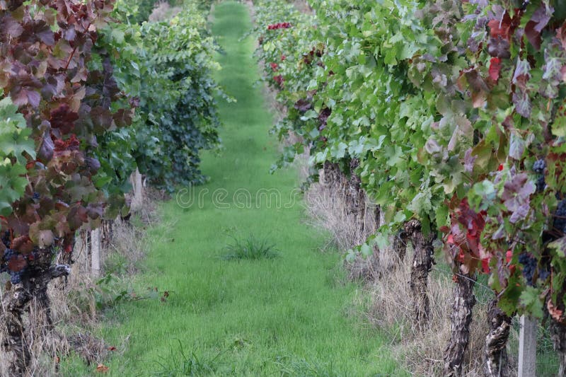 Green Verge between the Rows of Vines Stock Photo - Image of greening ...