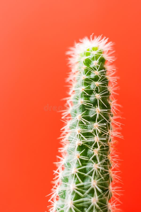 Green Vertical Cactus Stem on Trendy Red Background. Stock Photo ...