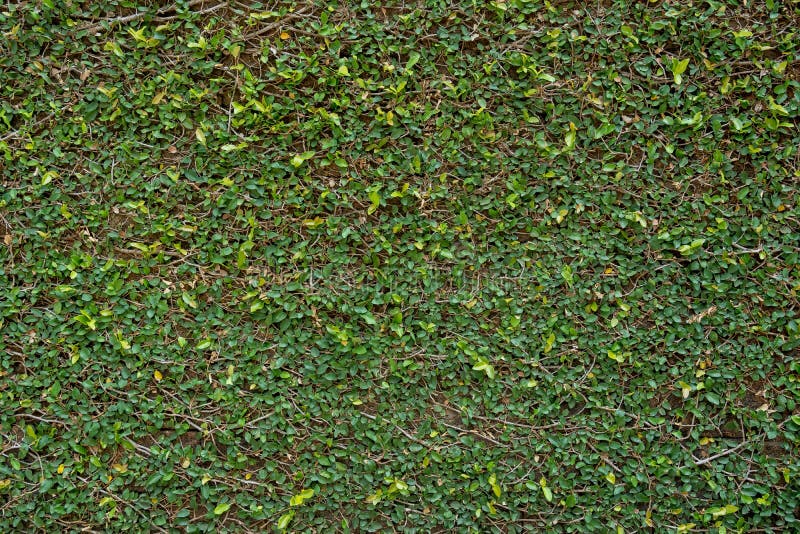 Green vertical garden stock image. Image of texture - 111312235