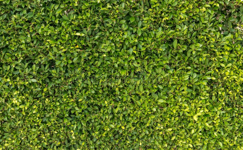 Green vertical garden stock image. Image of beauty, lawn - 113567349