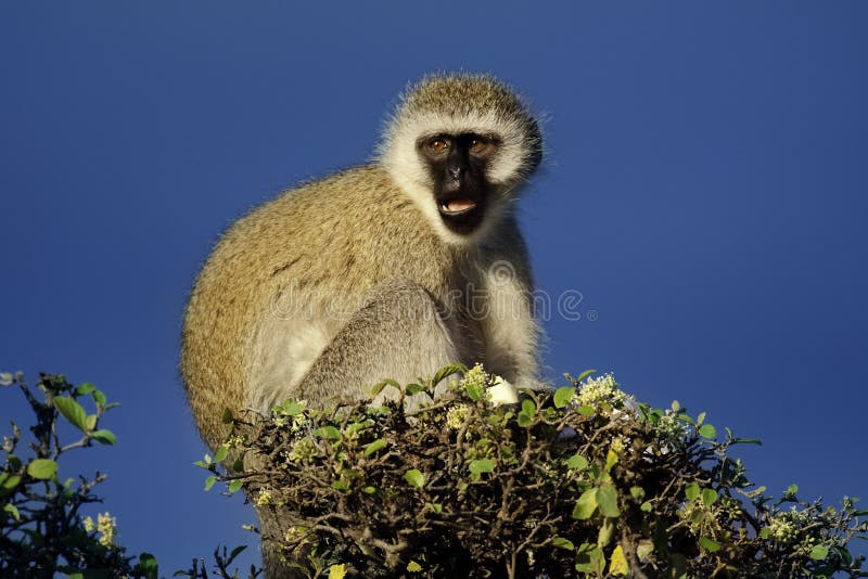 Green Vervet Monkey in Gambia, West Africa Stock Image - Image of young ...