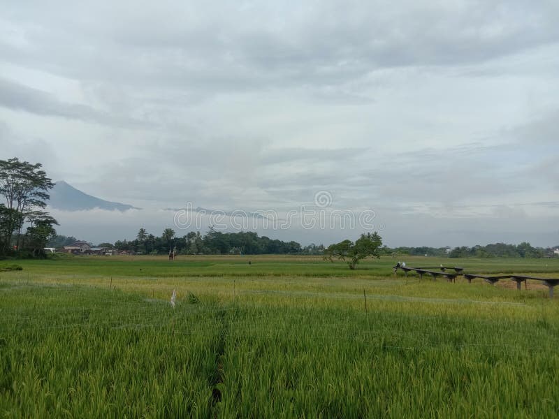 Green and Very Wide Rice Fields Stock Image - Image of fields, green ...
