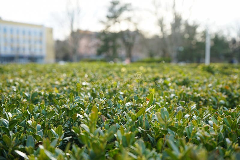 143 Grass Boxwood Wallpaper Stock Photos - Free & Royalty-Free Stock ...