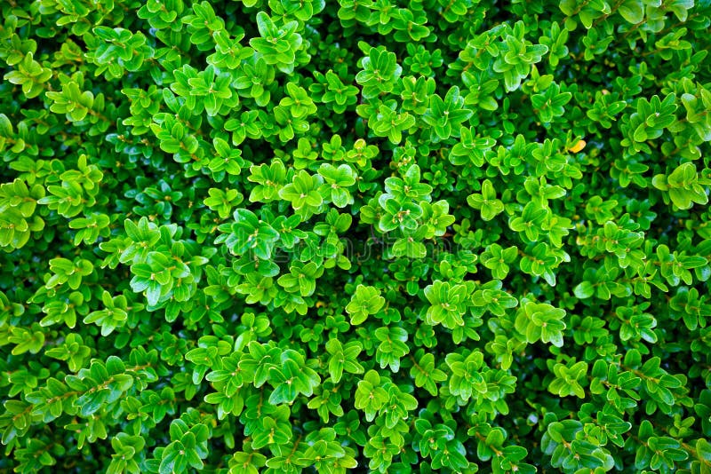 Green Vibrant Boxwood Bush Texture in Garden Stock Photo - Image of ...