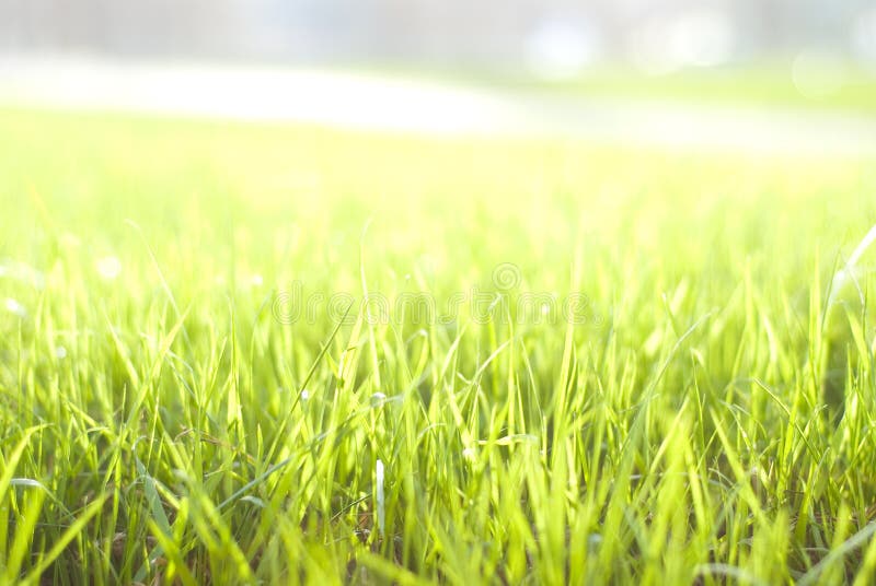 Green Vibrant Bright Grass Picture. Image: 5122138