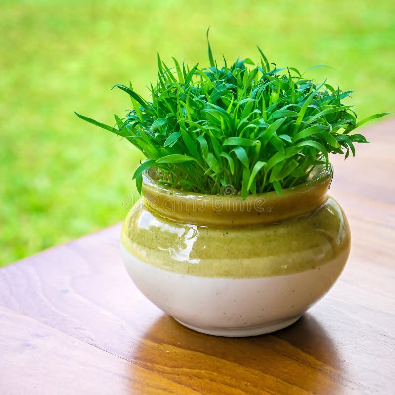 Green Vibrant Grass in the Pot Stock Photo - Image of botany, beautiful ...