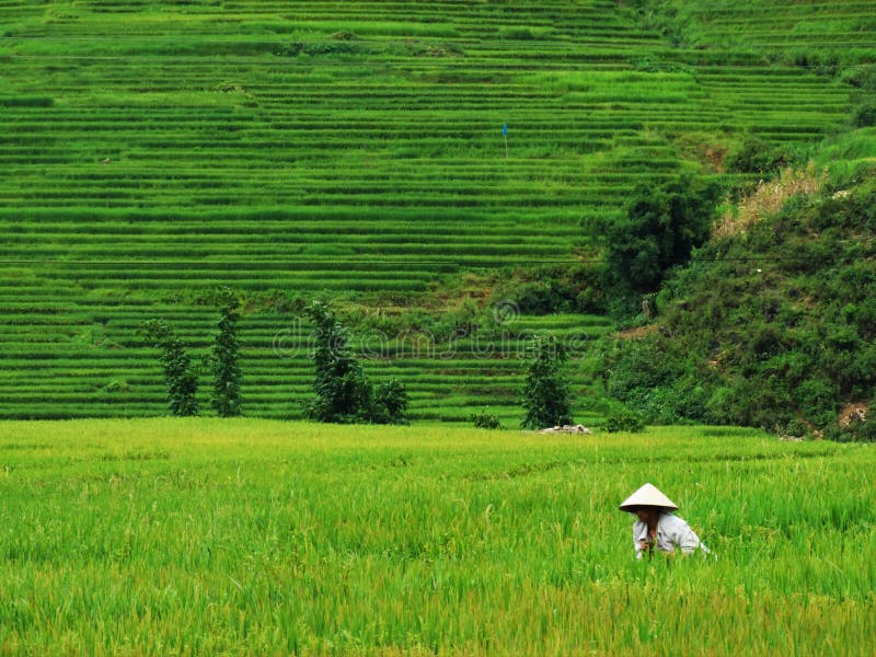 Green vietnamese landscape editorial image. Image of tourism - 178884325