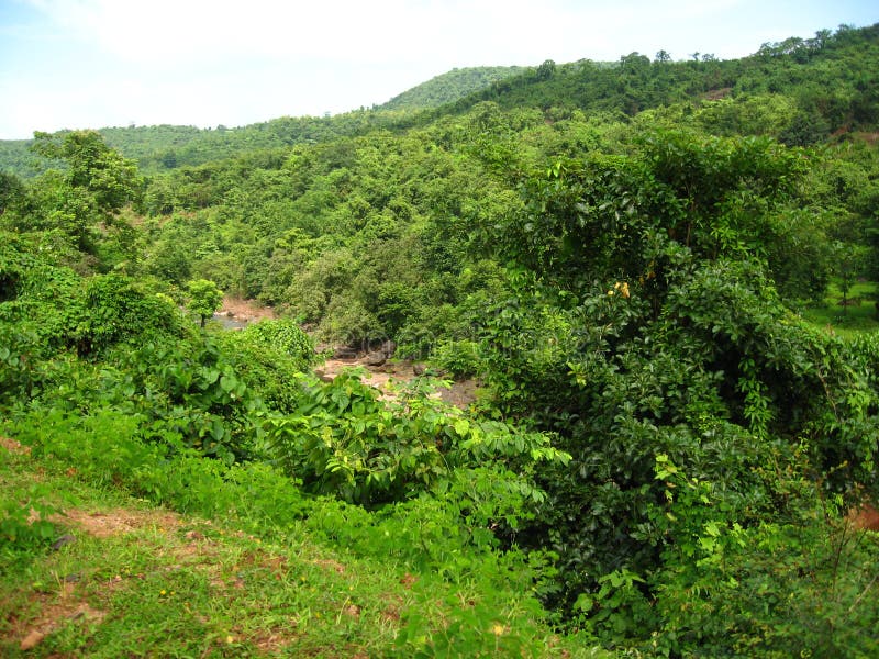 Green view stock image. Image of natural, vibrant, mountain - 11591853