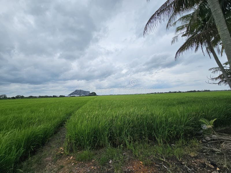 Green View Paddy Field at Malaysia Stock Photo - Image of green, field ...