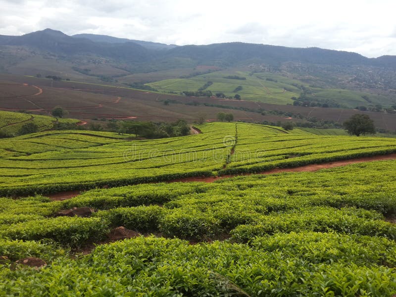 Green stock photo. Image of view, nature, green, southafrica - 73999222