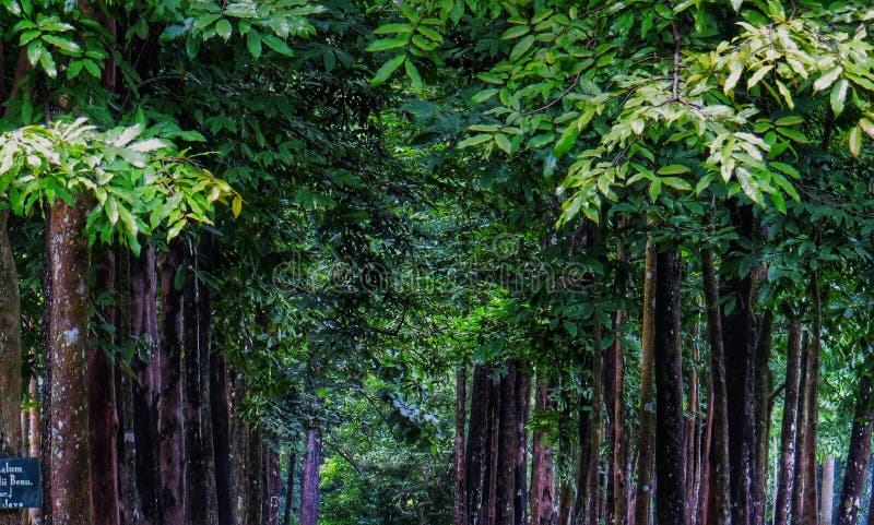 Green Views in the Forest Garden Near Malang Stock Image - Image of ...