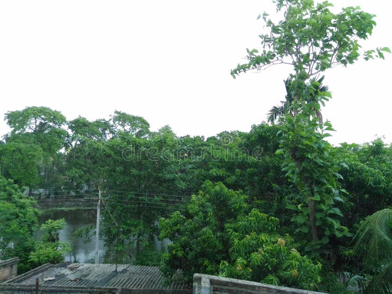 Green at Village Pure Forest Stock Image - Image of forest, pure: 87745355